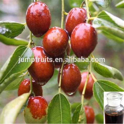 China High Efficient Dates Syrup Production Line Jujube Syrup Making