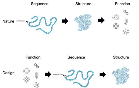 how ai protein structure prediction accelerates protein design
