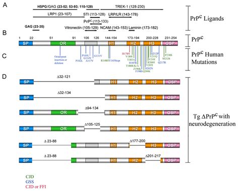 A Schematic Representation Of Prp C With Ligand Binding Sites Human Download Scientific