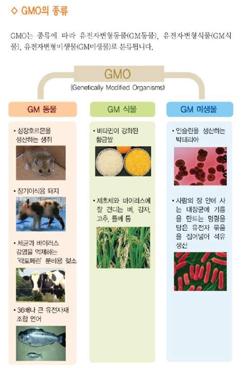 2gmo종류 및 만드는 과정 네이버 블로그