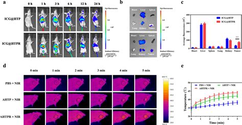 Biodistribution And Photothermal Effect Of The Htpr Nps In Vivo A In