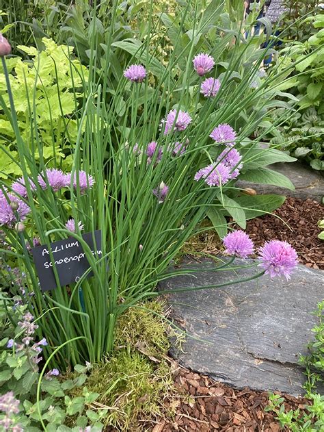 Chives Kitchen Garden Plant Centre