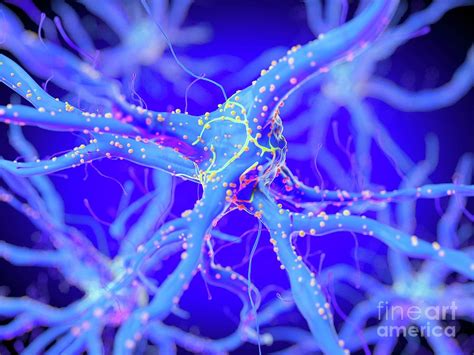Illustration Of A Nerve Cell Photograph By Sebastian Kaulitzkiscience