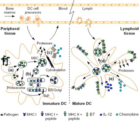 The Life Cycle Of A Myeloid Dc1 Dendritic Cell Dc Immature Dcs Are