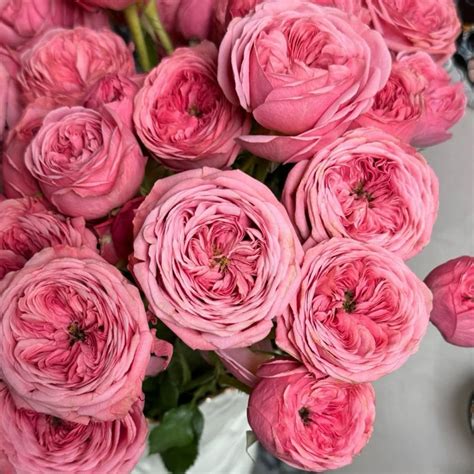 Bella Trendsetter Rose Plant｜潮流贝拉 Roseexplosion