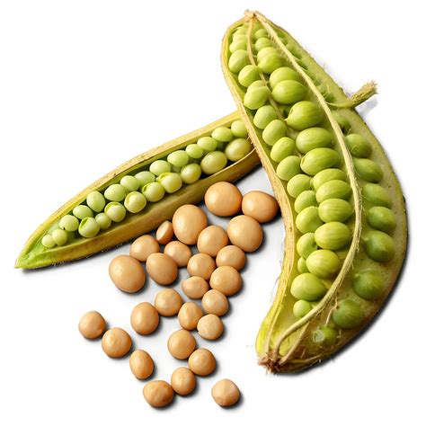 Download Soybean Culinary Uses Png Cwa