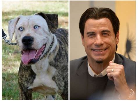 衝撃。ジョン・トラボルタにそっくりな犬が話題に ポッカキット
