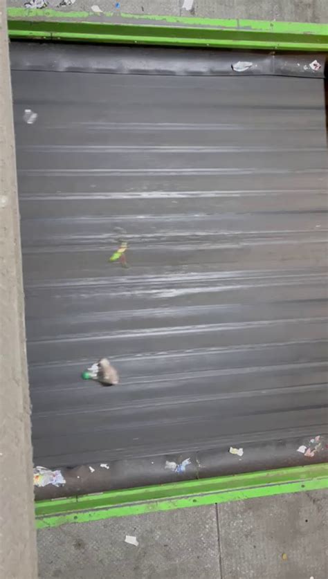 Conveyor Object Detection Dataset By Gihan Ruwanpathirana