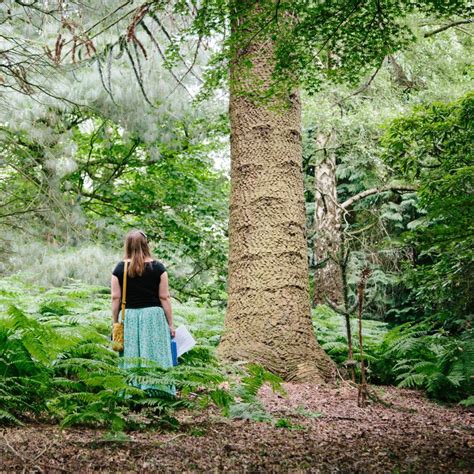 The Pewen Tree Or Monkey Puzzle Araucaria Araucana Tortworth Arboretum