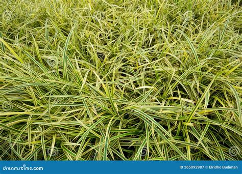 Hakonechloa Macra Or Japanese Forest Grass Stock Image Image Of