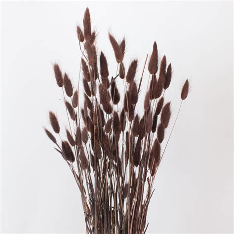 Natural Bunny Tail Grass Dried Flower Moxie Diy Wedding Flower