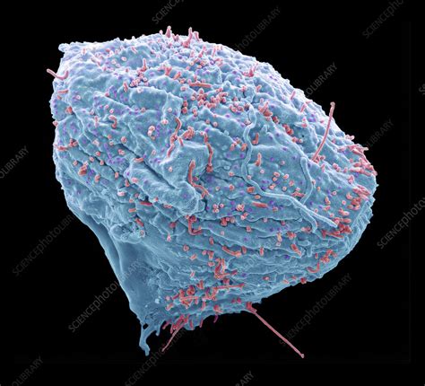 Avian Flu Sem Stock Image C0580783 Science Photo Library