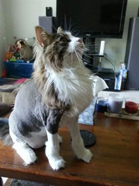 11 Adorable Maine Coon Cats With Lion Cuts With Photos