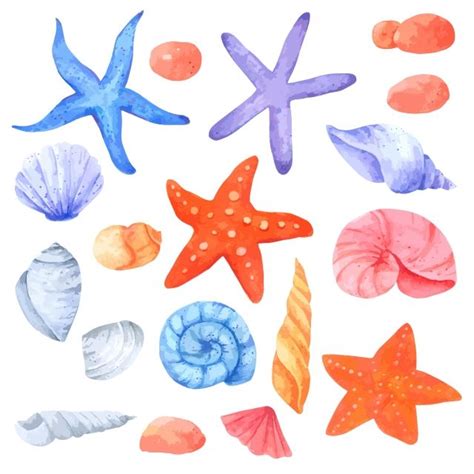 조개와 불가사리 수채화 모음 조개 클립 아트 불가사리 조개 Png 일러스트 및 벡터 에 대한 무료 다운로드