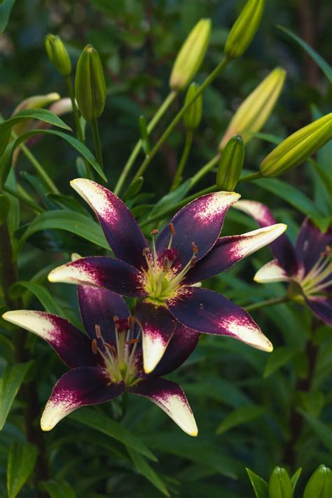 무료 사진 보라색 바이올렛 꽃 릴리 꽃가루 암 꽃 술 꽃 봉 오리 공장 자연 꽃