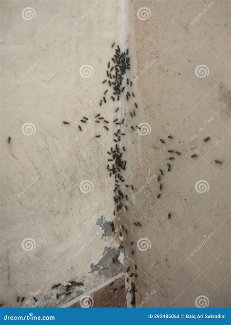 Black Ant Swarms Stock Image Image Of Swarms Swarm 292485063