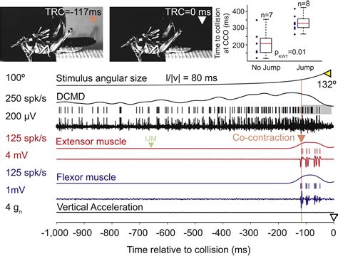 Multiplexing Of Motor Information In The Discharge Of A Collision Detecting Neuron During Escape