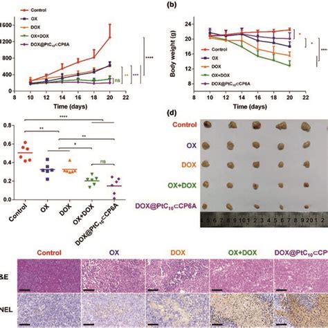 In Vivo Antitumor Experiments A Tumor Growth Curves For Hepg 2