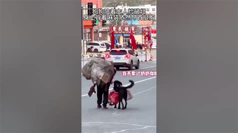 狗狗帮主人驮着废品虽家徒四壁但也不离不弃 Youtube
