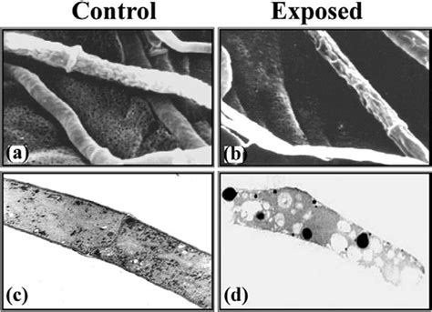 静磁场对镰刀菌菌丝生长和分生孢子萌发的抑制作用研究 英都斯特（无锡）感应科技有限公司 Induc Scientific