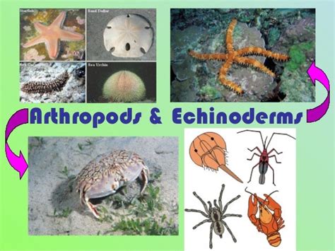 Arthropods And Echinoderms