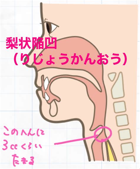 高齢者のムセにつながりやすい喉頭にあるくぼみを梨状陥凹といいます えんげ リハビリ 言語聴覚士 訪問リハ リハビリ えん メモ
