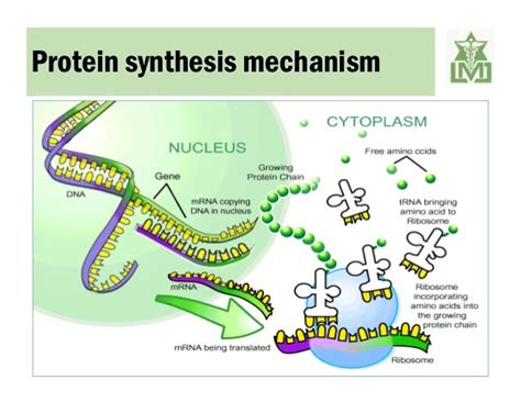 Antimicrobial Agents Protein Synthesis Inhibitors And Dna Gyrase Inhi