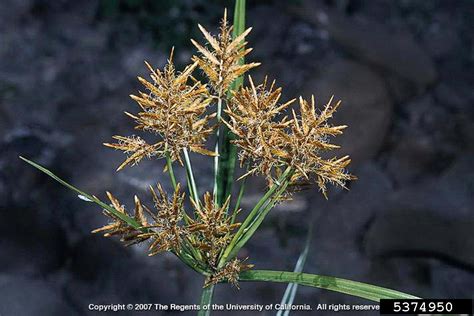 Yellow Nutsedge Cyperus Esculentus L