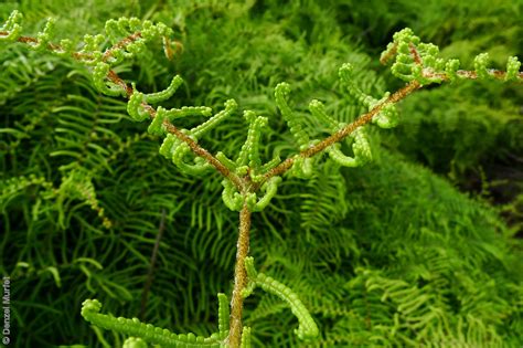 Gleichenia Microphylla