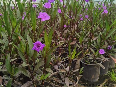 矮生翠芦莉 翠芦莉苗 图片 价格 盆栽花苗紫色粉色白紫色 花境植物基地 绿宝园林网