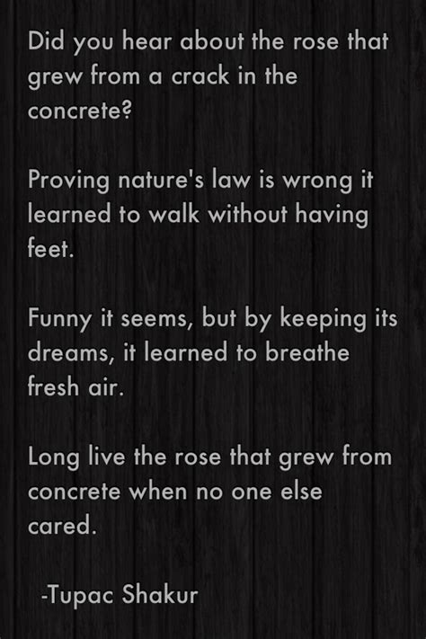 The Rose That Grew From Concrete Meaning Asking List
