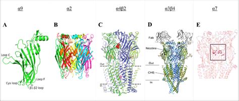 Side Views Of Three Dimensional Structures Of Neuronal Nachrs And Their