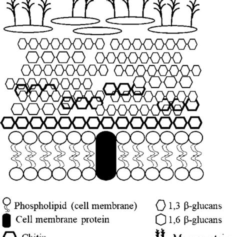 The Structure Of Microalgae Cell Wall Concepts Were Based On