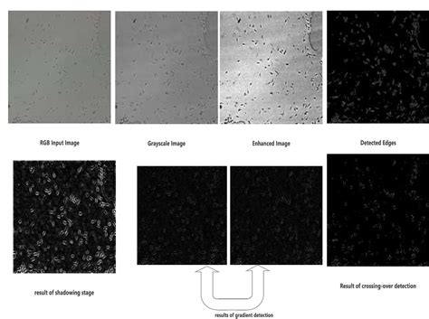 Figure 4 From Automatic Identification Of Human Sperms From Noisy