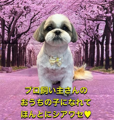 奥歯までピッカピカの6歳のシーズーちゃん 28年の確かな技術と愛ある手で〝本物のカット〟をご提供します！安心できるベテラントリマーのお店♡
