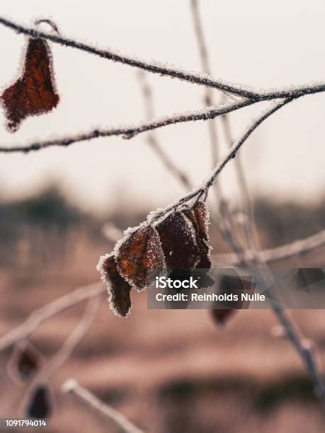 그들보이는 빈티지 편집에 일부 서 리와 추운 겨울 아침에 라트비아에서 필드의 Kemeri 무어에 그것에 나뭇잎과 고립 된 지점 0명에 대한 스톡 사진 및 기타 이미지