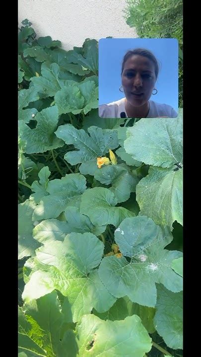 გოგრა ბაღი ეკოლოგია ეზო Youtube