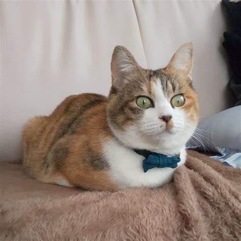 きさと🐱原稿中 On Twitter 猫の日なので我が家の猫様を見てくれ。瞳の色も美しいんだ。でも大体は目にハイライトが無くて虚無なんだ