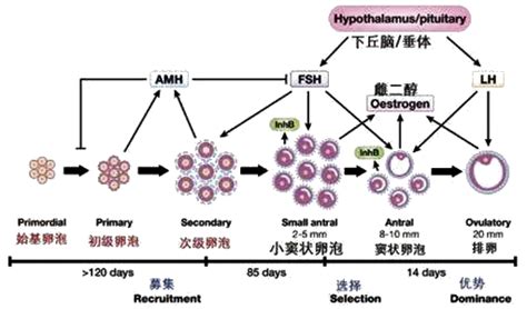 持续更新分享《妇产科学》学习资料！！——女性生殖系统生理 知乎