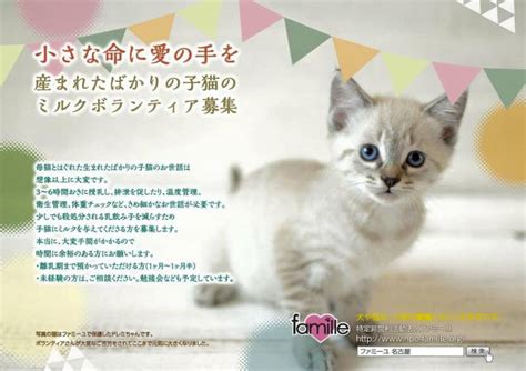 ミルクボランティアさん募集！ 名古屋の動物愛護団体 Npo法人familleファミーユ