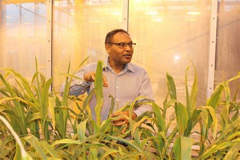 Ethiopia Global Collaboration On Sorghum And Millet