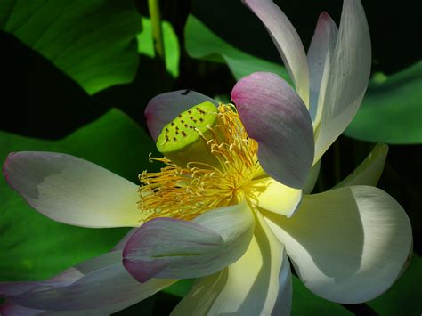 รูปภาพ ธรรมชาติ ปลูก กลีบดอกไม้ เบ่งบาน สีเขียว พฤกษศาสตร์ สี