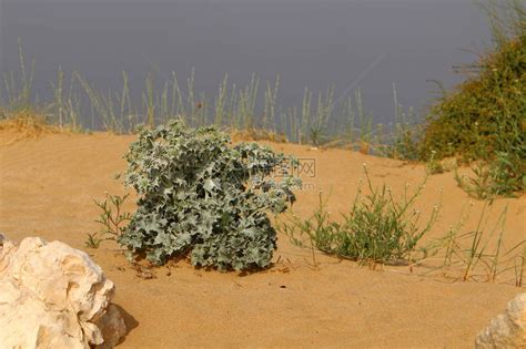 绿色植物和鲜花在沙漠滩上艰苦条件下生长高清图片下载 正版图片503798387 摄图网
