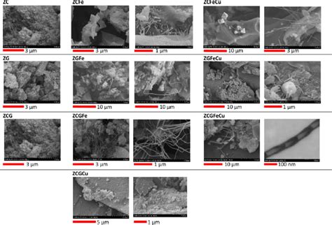 Scanning Electron Microscopy Images Marker Size Is Reported Below Each