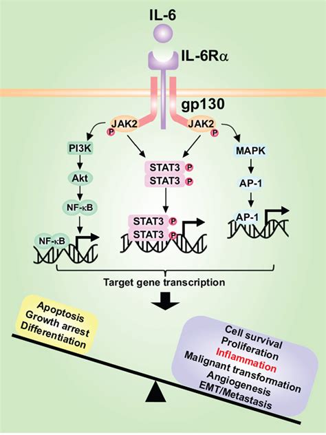 Oncotarget Involvement Of Inflammation And Its Related Micrornas In