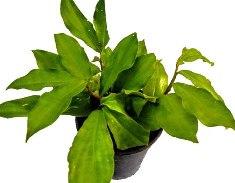 Insulin Plant Chamaecostus Cuspidatus Diabetic Plant At Best Price In
