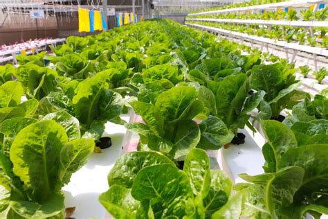 Hydroponic Farming Cost And Profit In India Cultivation And Production