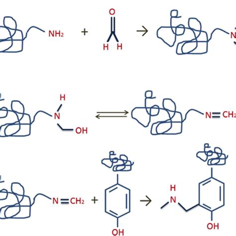 Formation Of Protein Crosslinks Steps 1 Reaction Of Formaldehyde