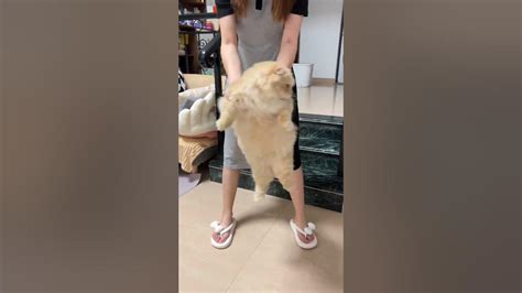旋风小陀螺椰子大大 毛孩子的日常 被迫营业的猫猫 Youtube