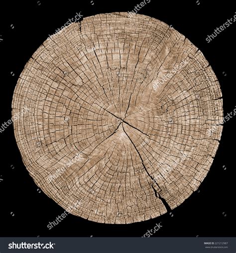 Cross Section Tree Trunk Showing Growth Stock Photo 221212987 Shutterstock